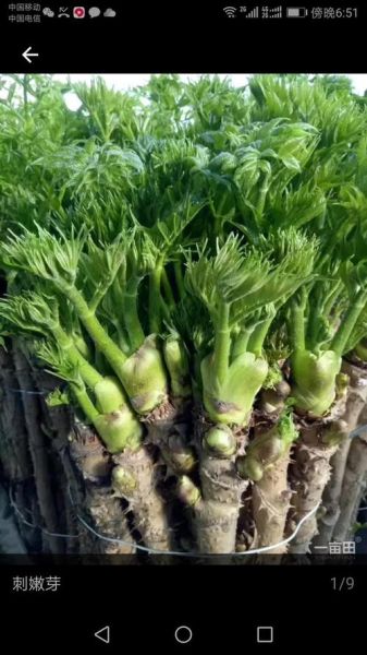 猴腿菜和蕨菜的区别_猴腿菜是蕨菜吗-第3张图片-山城妙识