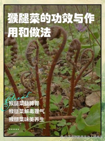 猴腿菜和蕨菜的区别_猴腿菜是蕨菜吗-第2张图片-山城妙识