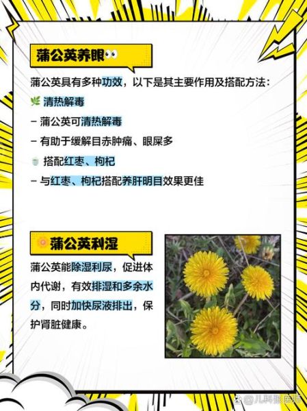 蒲公英怎么吃最安全_蒲公英禁忌人群有哪些-第1张图片-山城妙识