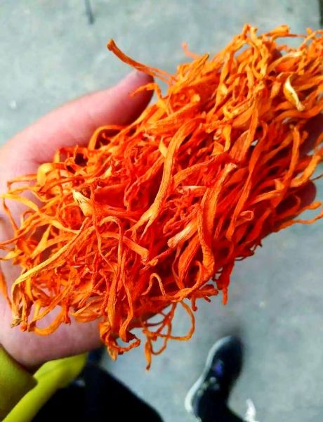 金虫草的功效与作用禁忌_金虫草哪些人不能吃-第1张图片-山城妙识