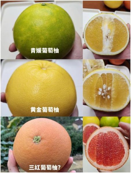 葡萄柚是西柚吗_西柚和葡萄柚的区别-第3张图片-山城妙识