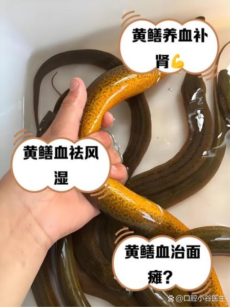 鳝鱼血的功效与作用_鳝鱼血能治病吗-第2张图片-山城妙识