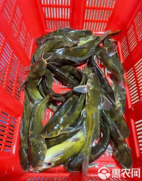 黄颡鱼养殖成本_黄颡鱼养殖利润-第3张图片-山城妙识