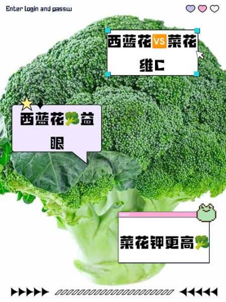 花椰菜是什么菜_花椰菜和西兰花的区别-第1张图片-山城妙识