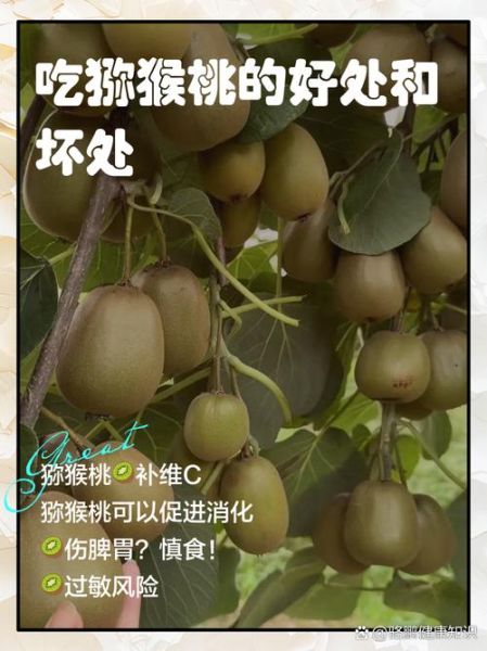 猕猴桃吃多了会怎么样_过量食用猕猴桃的危害-第1张图片-山城妙识