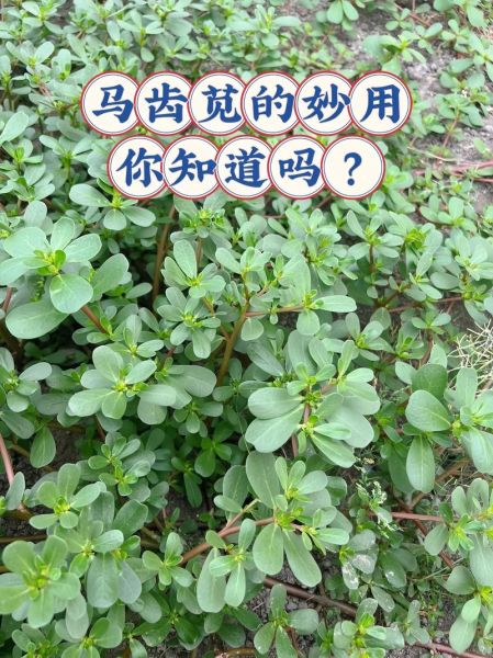 马齿苋治白发真的有效吗_马齿苋治白发的正确用法-第1张图片-山城妙识