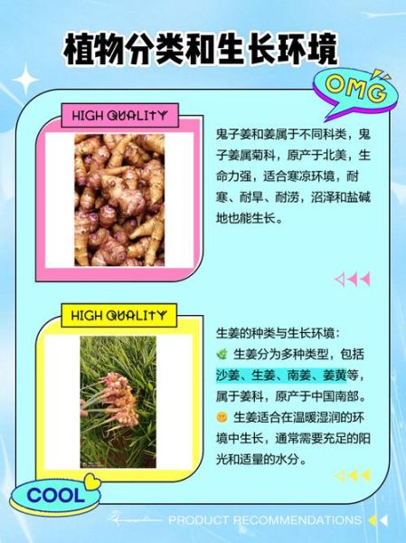 鬼子姜学名是什么_鬼子姜与洋姜区别-第1张图片-山城妙识 鬼子姜学名是什么_鬼子姜与洋姜区别-第1张图片-山城妙识