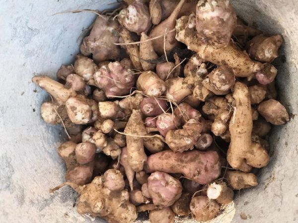 鬼子姜学名是什么_鬼子姜与洋姜区别-第3张图片-山城妙识 鬼子姜学名是什么_鬼子姜与洋姜区别-第3张图片-山城妙识