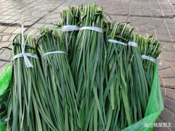 韭菜图片大图_韭菜高清图鉴-第1张图片-山城妙识
