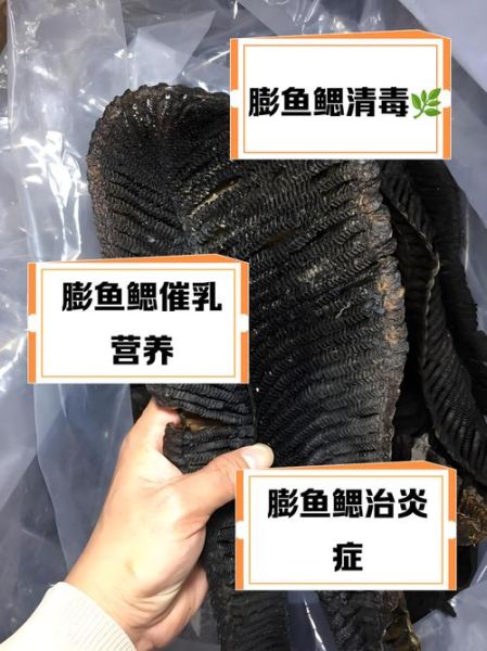 膨鱼鳃是什么鱼_膨鱼鳃的功效与作用-第1张图片-山城妙识