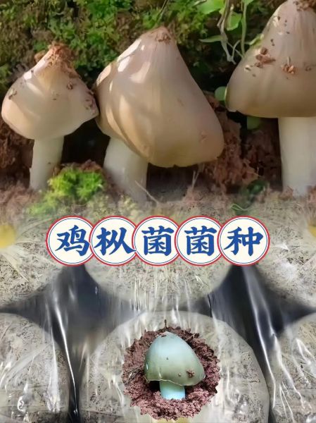 菌菇怎么种植_菌菇种植方法步骤-第3张图片-山城妙识