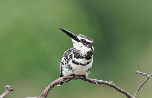 斑鱼狗鸟怎么区分_斑鱼狗鸟叫声特点-第1张图片-山城妙识