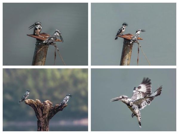 斑鱼狗鸟怎么区分_斑鱼狗鸟叫声特点-第3张图片-山城妙识