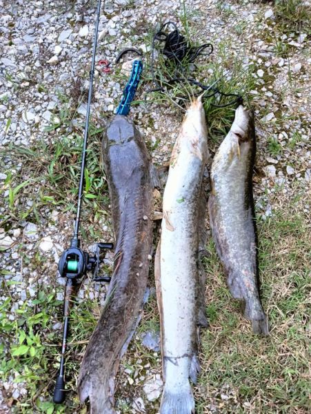 叉尾鮰是什么鱼_叉尾鮰和鲶鱼区别-第1张图片-山城妙识