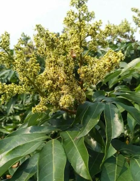 荔枝蜜的功效与作用_荔枝蜜怎么吃最好-第3张图片-山城妙识