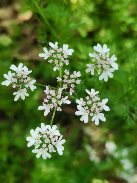 芫茜怎么读_芫茜和香菜的区别-第1张图片-山城妙识