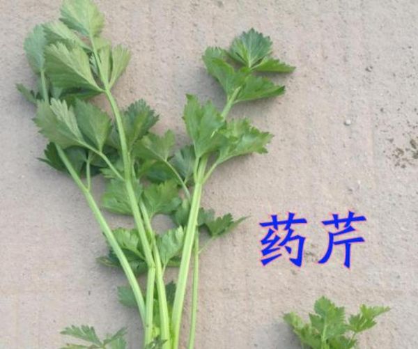 香芹和芹菜的区别_哪个更好吃-第3张图片-山城妙识 香芹和芹菜的区别_哪个更好吃-第3张图片-山城妙识