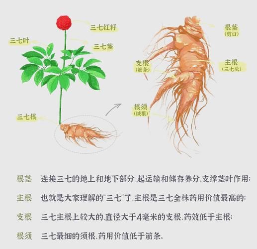 三七有几种_三七图片大全怎么区分-第1张图片-山城妙识 三七有几种_三七图片大全怎么区分-第1张图片-山城妙识