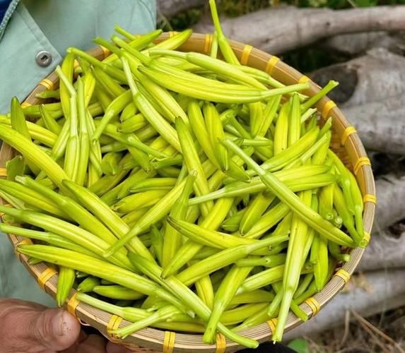 野生黄花菜能吃吗_如何辨别新鲜与有毒品种-第1张图片-山城妙识