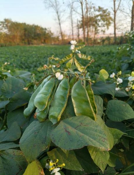 眉豆怎么炒好吃_眉豆炒什么最香-第3张图片-山城妙识