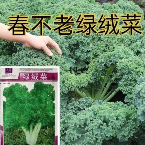 花叶苔菜的功效与作用_花叶苔菜怎么吃最好-第3张图片-山城妙识