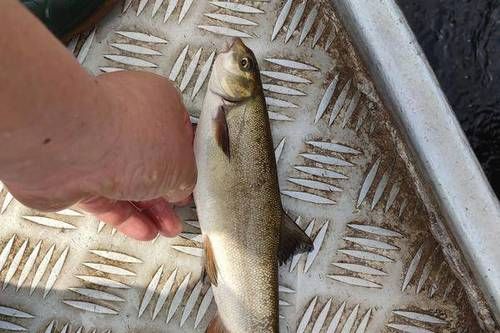 细甲鱼多少钱一斤_细甲鱼价格为什么差异大-第1张图片-山城妙识