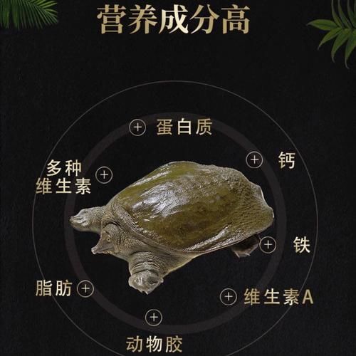 细甲鱼多少钱一斤_细甲鱼价格为什么差异大-第2张图片-山城妙识