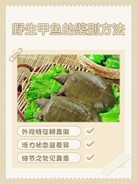 细甲鱼多少钱一斤_细甲鱼价格为什么差异大-第3张图片-山城妙识