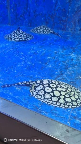 魟鱼图片怎么拍_魟鱼高清壁纸哪里找-第2张图片-山城妙识