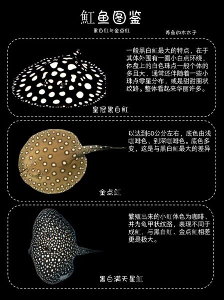 魟鱼图片怎么拍_魟鱼高清壁纸哪里找-第1张图片-山城妙识