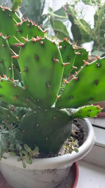 仙人掌能抗肿瘤吗_仙人掌抗肿瘤的吃法-第3张图片-山城妙识