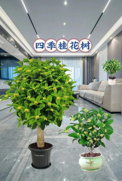 桂花树价格是多少_桂花树多少钱一棵-第2张图片-山城妙识