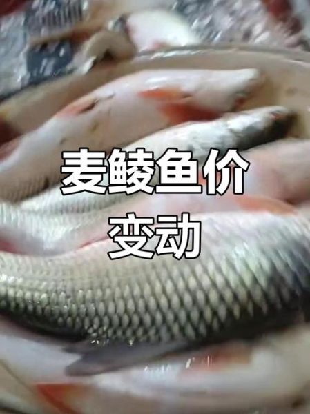 2021鲮鱼价格多少钱一斤_鲮鱼行情为何波动大-第1张图片-山城妙识 2021鲮鱼价格多少钱一斤_鲮鱼行情为何波动大-第1张图片-山城妙识