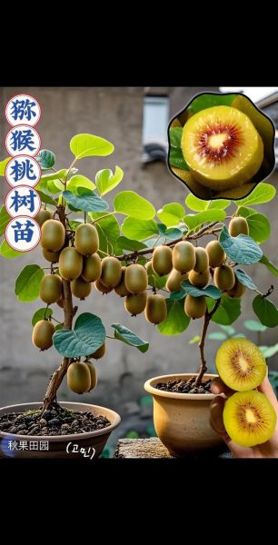 猕猴桃树几年结果_怎么种才能高产-第1张图片-山城妙识