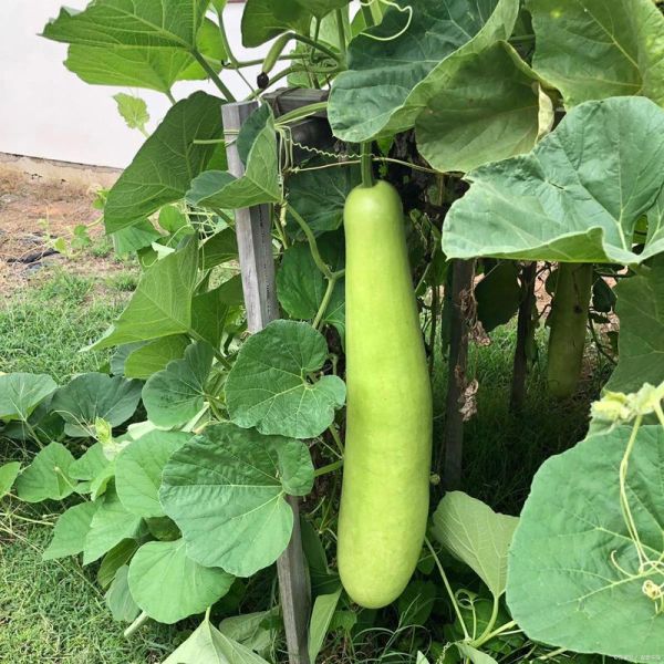 瓠子不能和什么一起吃_瓠子相克食物有哪些-第3张图片-山城妙识 瓠子不能和什么一起吃_瓠子相克食物有哪些-第3张图片-山城妙识