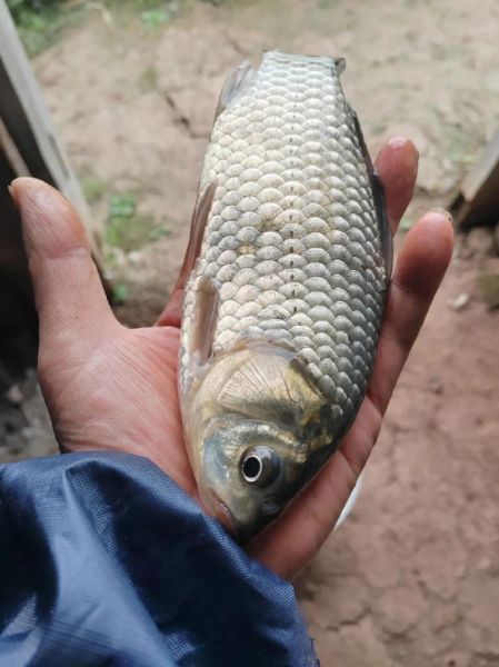 鲫鱼图片怎么拍好看_鲫鱼高清图鉴-第2张图片-山城妙识 鲫鱼图片怎么拍好看_鲫鱼高清图鉴-第2张图片-山城妙识