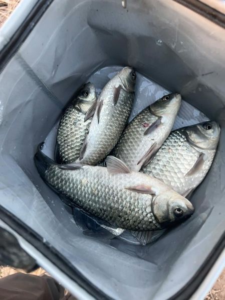 鲫鱼图片怎么拍好看_鲫鱼高清图鉴-第1张图片-山城妙识 鲫鱼图片怎么拍好看_鲫鱼高清图鉴-第1张图片-山城妙识