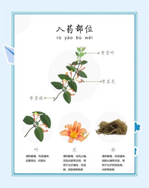 美容中草药有哪些_怎么用效果最好-第1张图片-山城妙识
