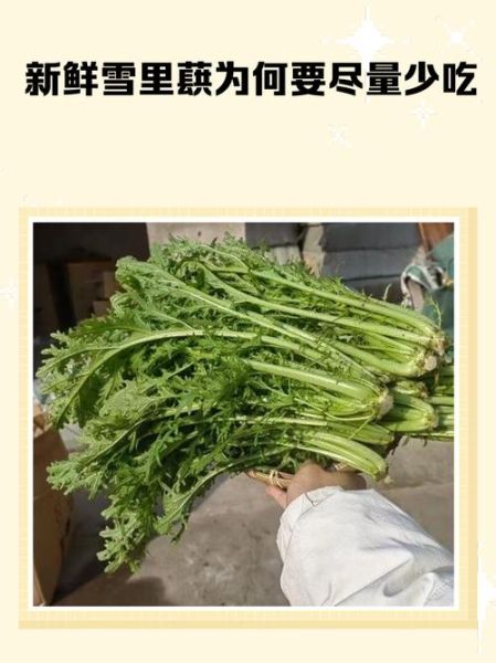雪里蕻图片大全_如何挑选最新鲜的雪里蕻-第1张图片-山城妙识