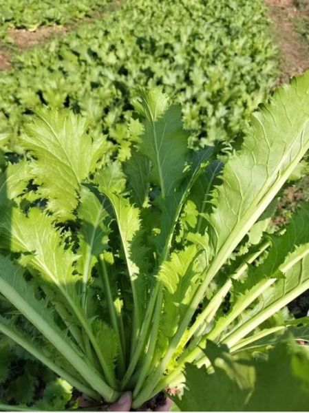 雪里蕻图片大全_如何挑选最新鲜的雪里蕻-第2张图片-山城妙识