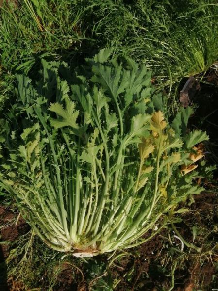 雪里蕻图片大全_如何挑选最新鲜的雪里蕻-第3张图片-山城妙识