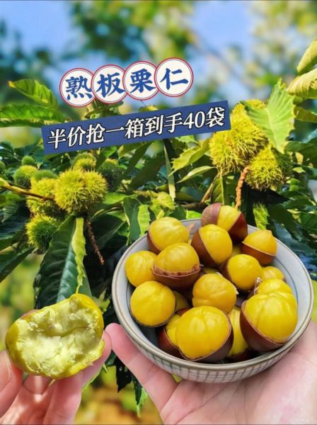 熟板栗的热量是多少_减肥能吃熟板栗吗-第3张图片-山城妙识