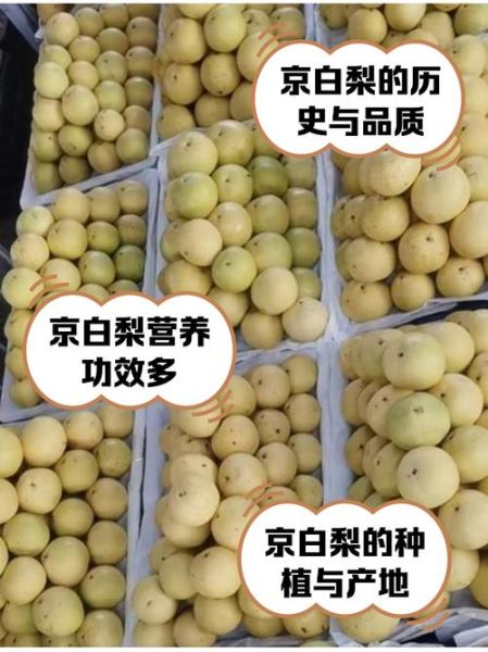 京白梨哪里最正宗_正宗京白梨产地在哪里-第1张图片-山城妙识