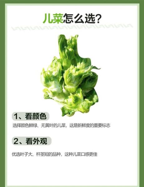 抱儿菜的功效与作用_抱儿菜怎么吃最营养-第1张图片-山城妙识 抱儿菜的功效与作用_抱儿菜怎么吃最营养-第1张图片-山城妙识