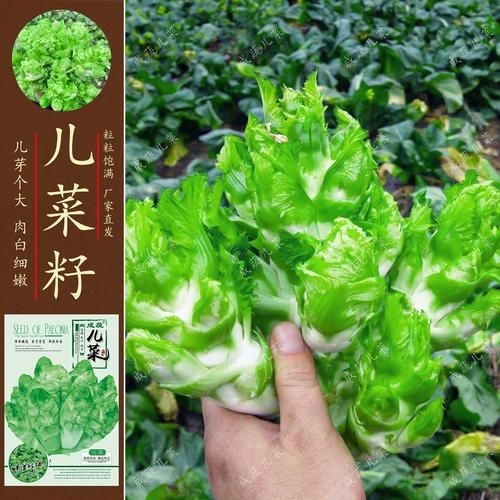 抱儿菜的功效与作用_抱儿菜怎么吃最营养-第3张图片-山城妙识 抱儿菜的功效与作用_抱儿菜怎么吃最营养-第3张图片-山城妙识