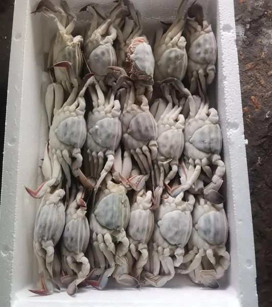 舟山梭子蟹多少钱一斤_2024最新行情-第2张图片-山城妙识 舟山梭子蟹多少钱一斤_2024最新行情-第2张图片-山城妙识