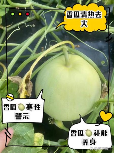 节瓜是寒性还是热性_节瓜寒性还是热性-第1张图片-山城妙识