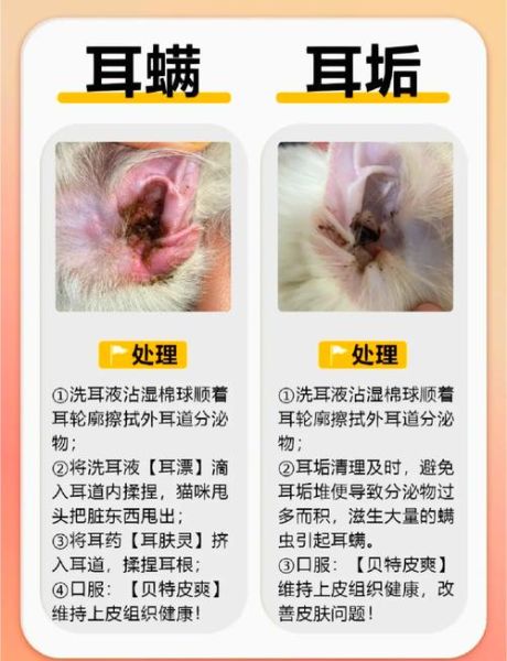 猫咪耳屎和耳螨的区别_怎么判断-第1张图片-山城妙识