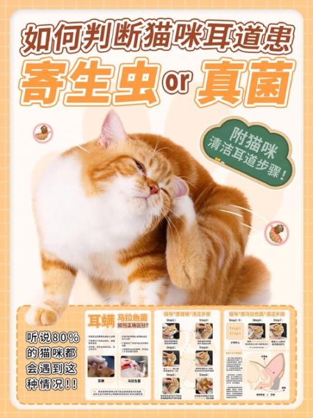 猫咪耳屎和耳螨的区别_怎么判断-第2张图片-山城妙识