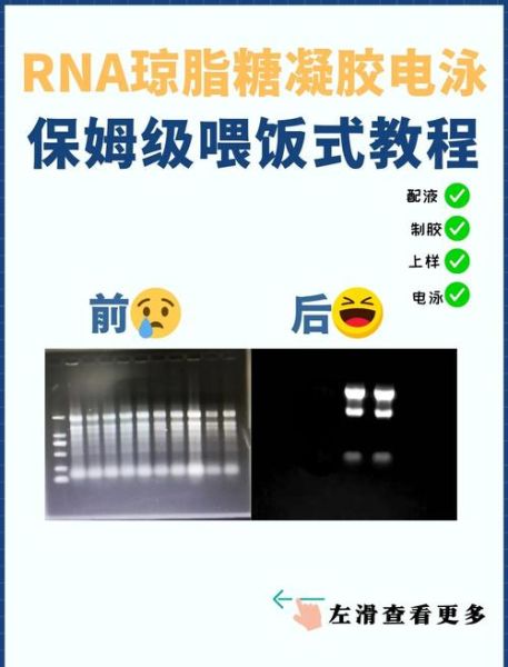 琼脂糖凝胶电泳结果图怎么看_条带模糊原因-第3张图片-山城妙识 琼脂糖凝胶电泳结果图怎么看_条带模糊原因-第3张图片-山城妙识